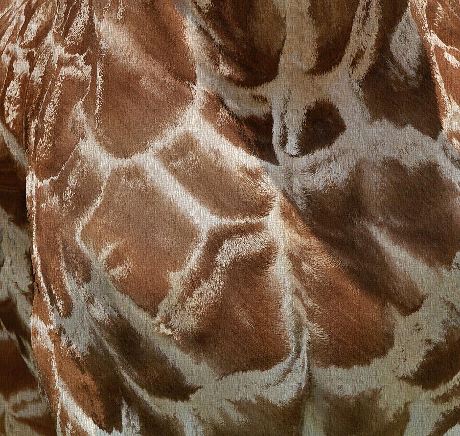 Giraffe Patterns Photograph by Dan Sproul