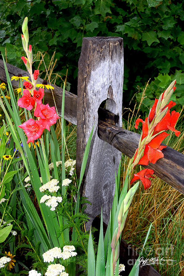 Glad Split Rail Photograph by Jeff McJunkin - Fine Art America