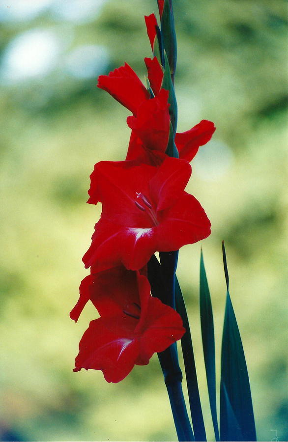 Gladdy Photograph by John McManus - Fine Art America