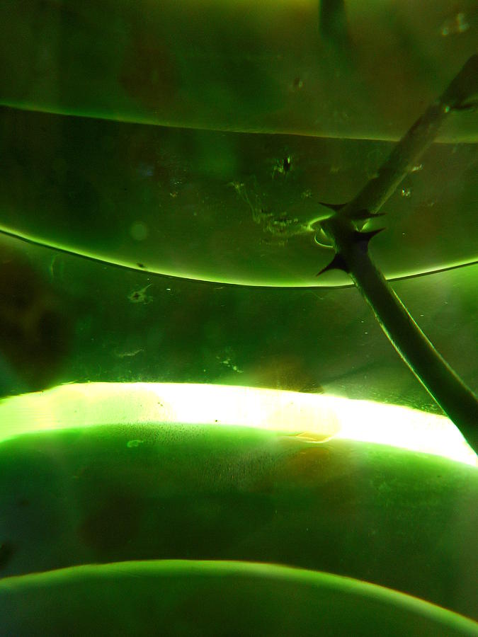 Glass Reflection Photograph by Isabella McClellan - Fine Art America