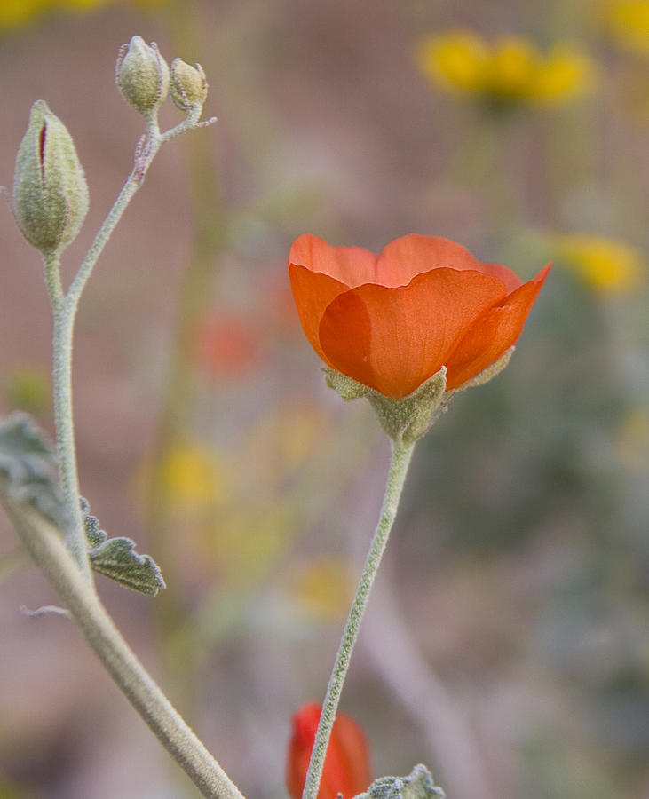 Globe Mallow Photograph by Sue Cullumber - Pixels