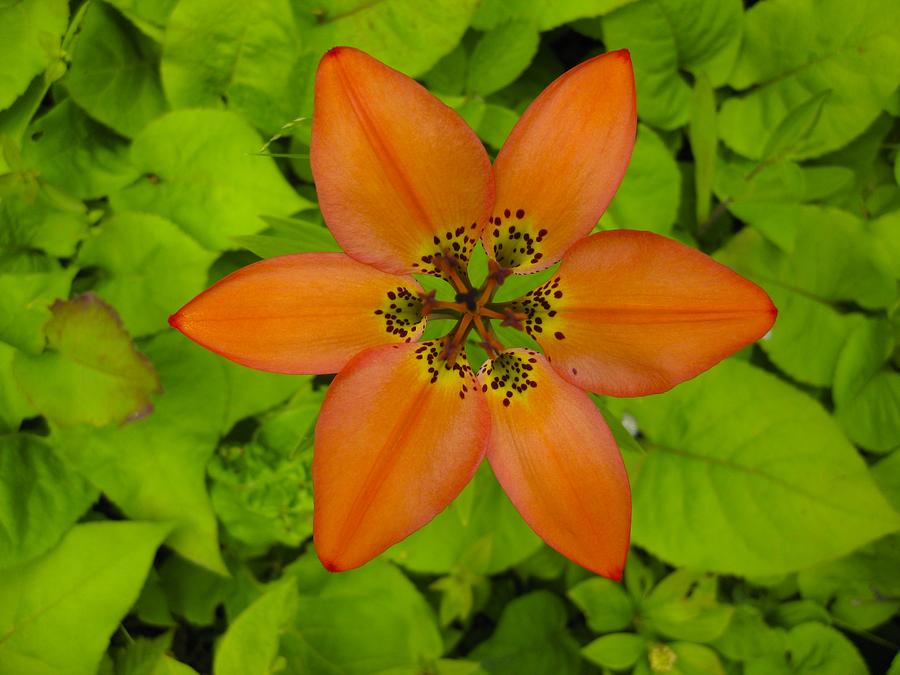 Glorious Orange Photograph by Bruce Dall | Pixels