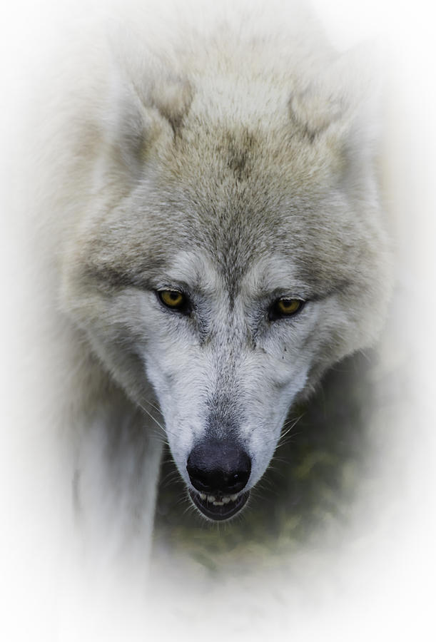 Glowing Eyes Photograph by John Sagert - Fine Art America