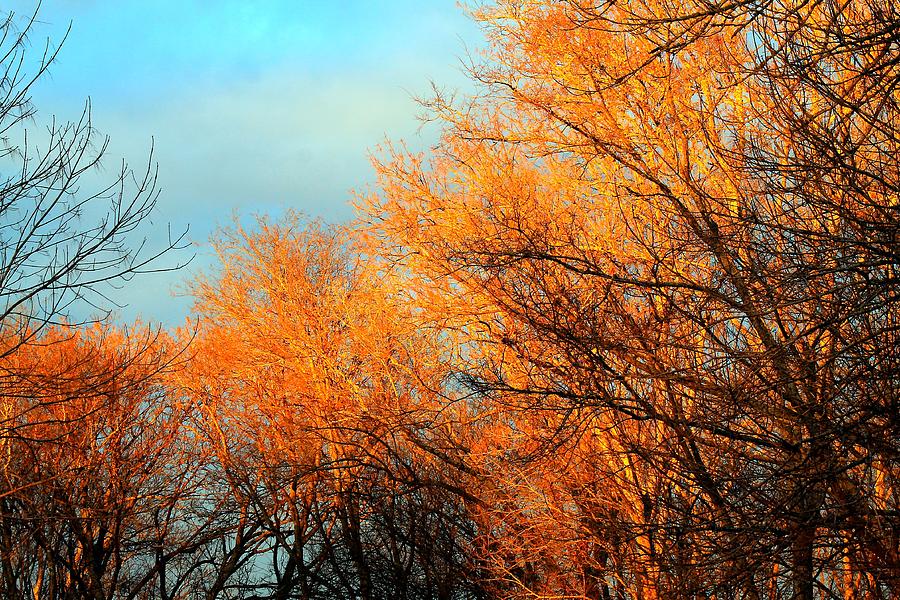 Glowing Trees Photograph by Robin Vargo | Fine Art America