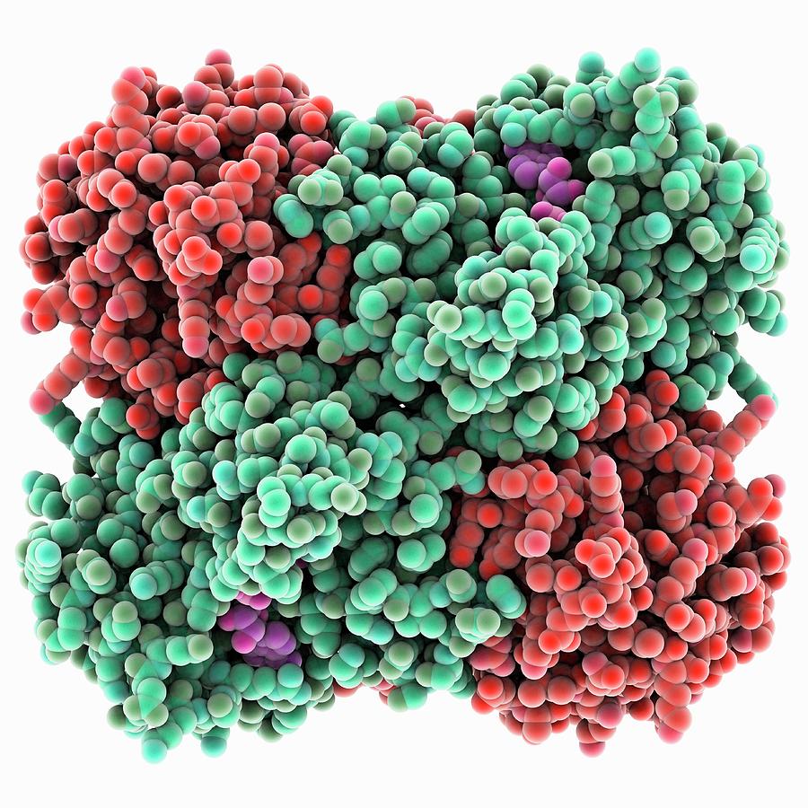 Glucose Dehydrogenase Enzyme by Science Photo Library