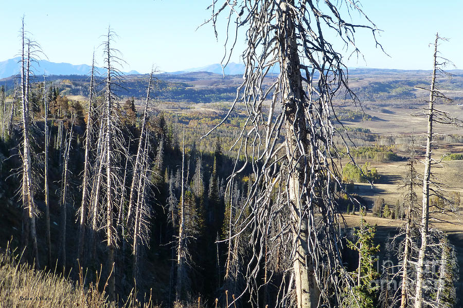 Gnarled Pine Overlook Photograph by Brian Shaw | Fine Art America