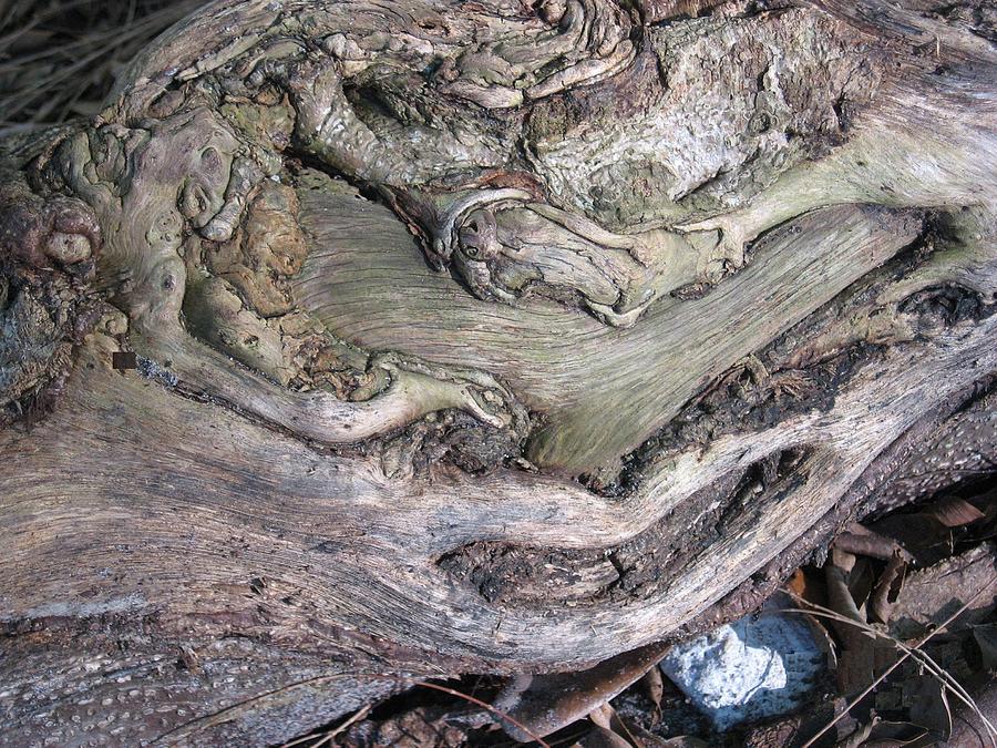 Gnarled Root Photograph by Beth Williams - Fine Art America