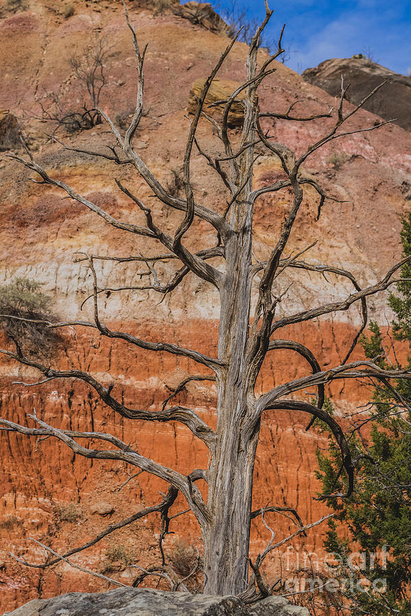 Gnarley Tree Photograph by Ashley M Conger - Fine Art America