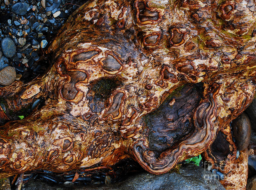 Gnarly Roots Photograph by Nancy Mueller - Pixels