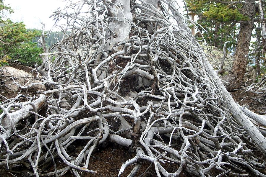 Gnarly tree Photograph by Thomas Ebben - Pixels