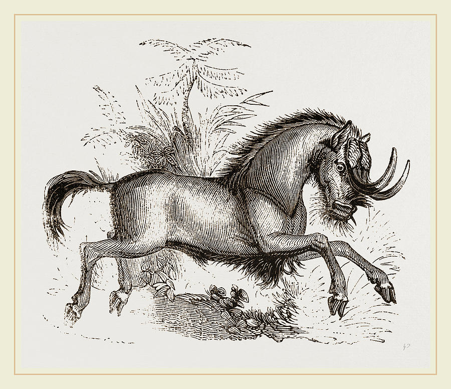 Gnu Drawing by Litz Collection - Fine Art America