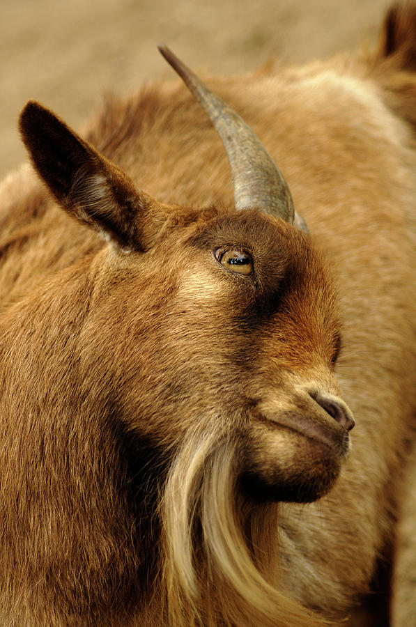 Goat by Science Photo Library