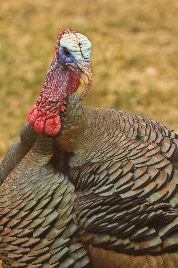 Gobble Gobble Photograph by Wayne Vedvig - Fine Art America