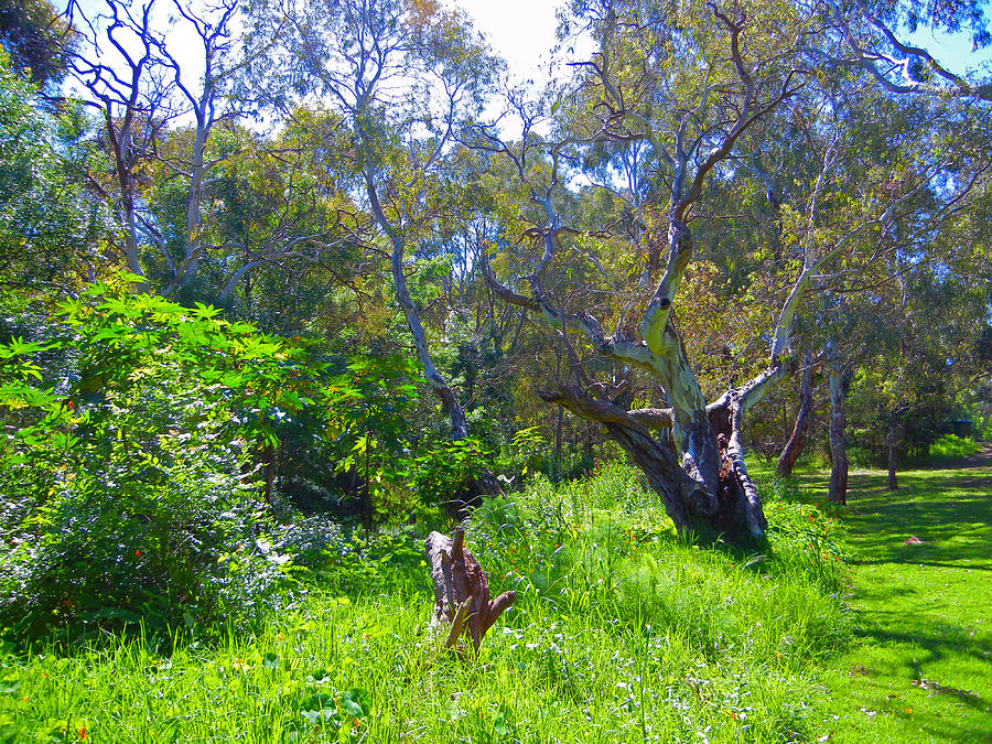 Goblin Tree Photograph by Mark Blauhoefer - Fine Art America