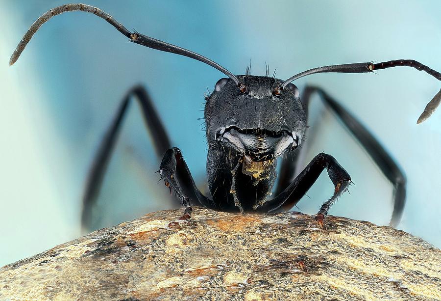 Golden Carpenter Ant Photograph by Nicolas Reusens | Fine Art America