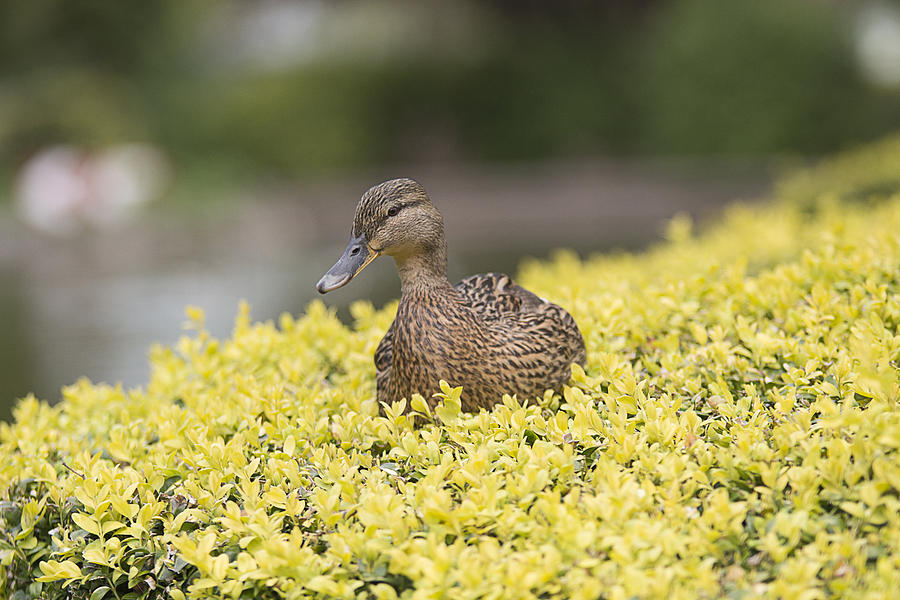 Golden Duck Photograph by Alex Miller - Fine Art America