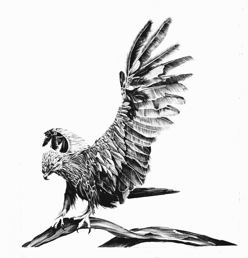 Golden Eagle Drawing by Eric Baskerville - Fine Art America