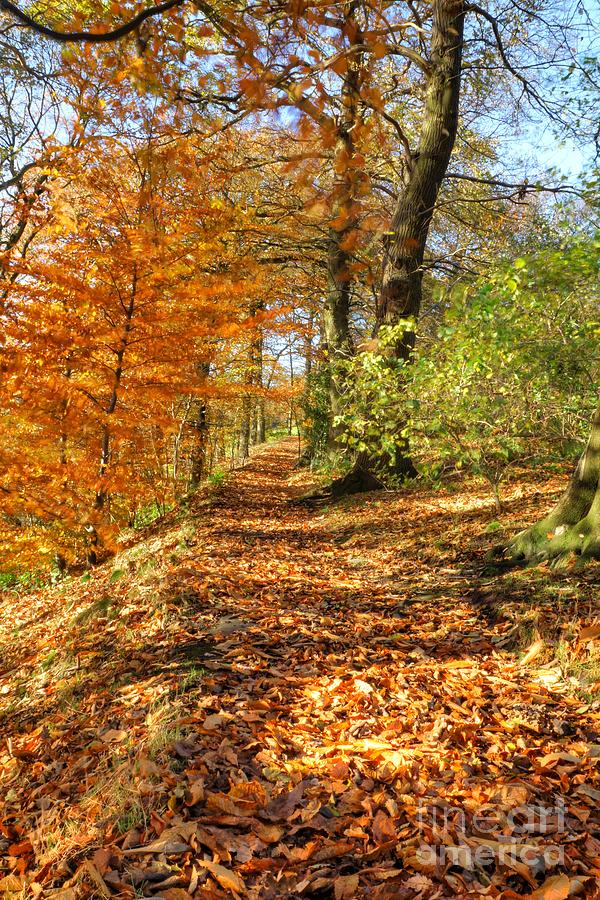 Golden Pathway Photograph by David Birchall - Pixels