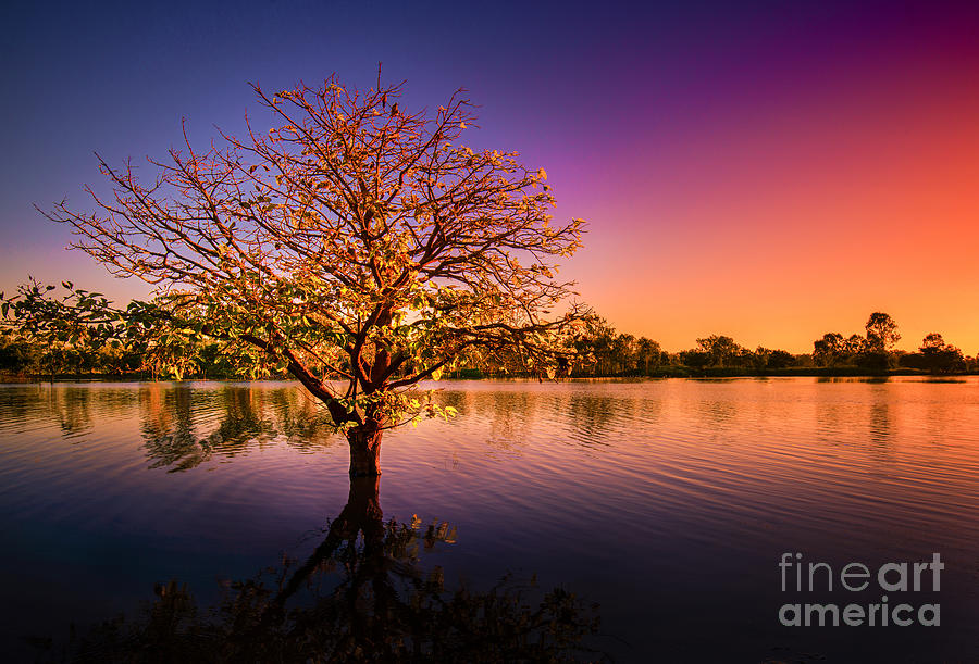 Golden Tree Photograph by Michael Schurmann - Pixels