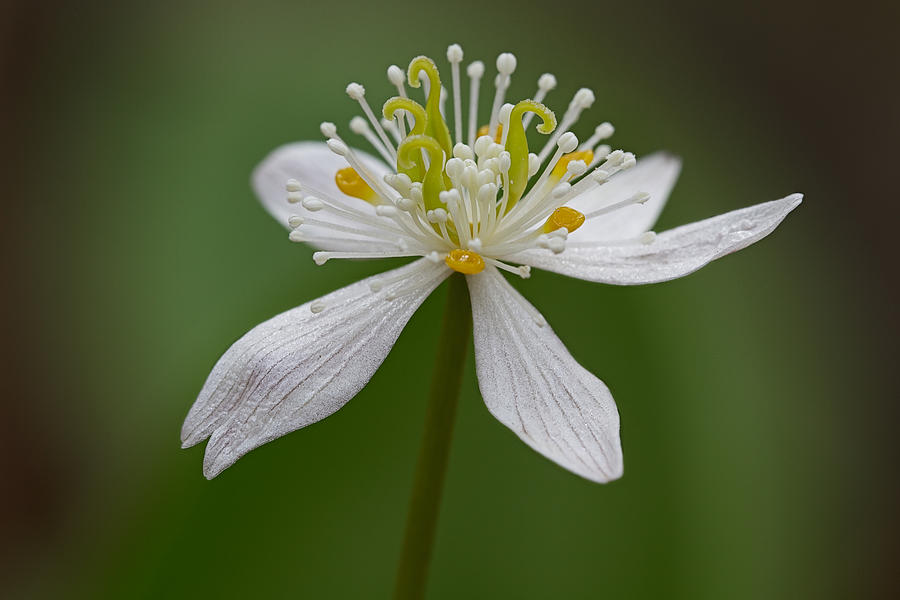 Goldthread Photograph by Stephen Gingold - Fine Art America