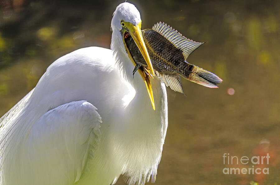 Good catch Photograph by Viktor Birkus - Fine Art America