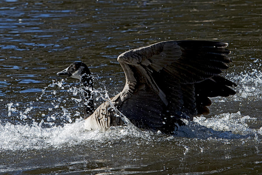 Goose Down Photograph by Eric C Nelson - Fine Art America