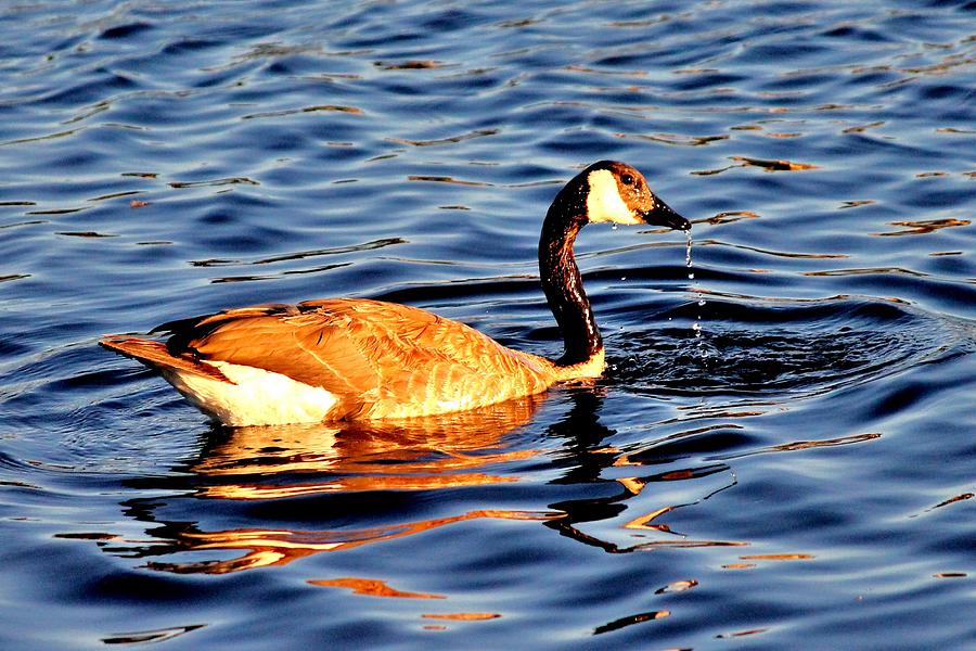 Goose drip water Photograph by Eric Martin - Fine Art America