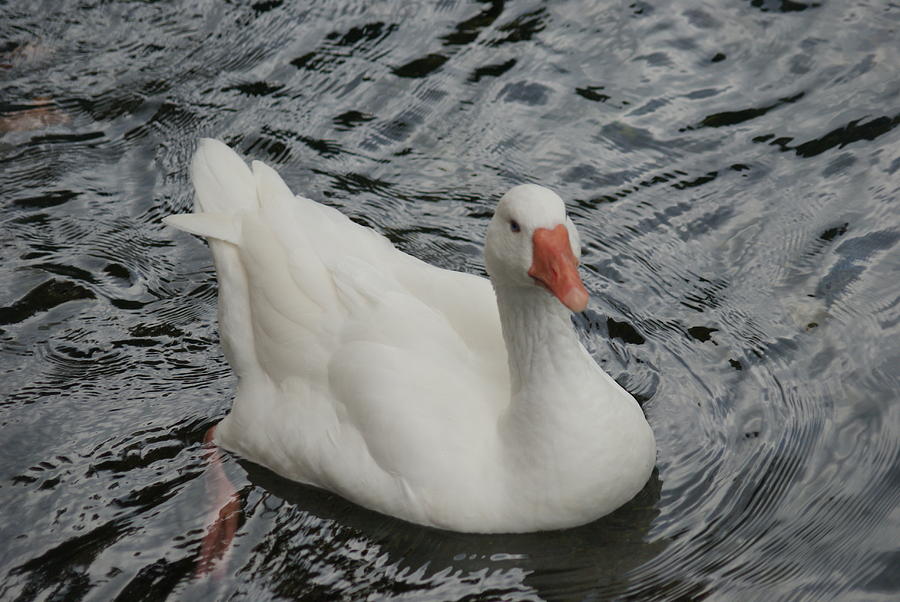 Goose looking right Photograph by Rob Luzier - Pixels