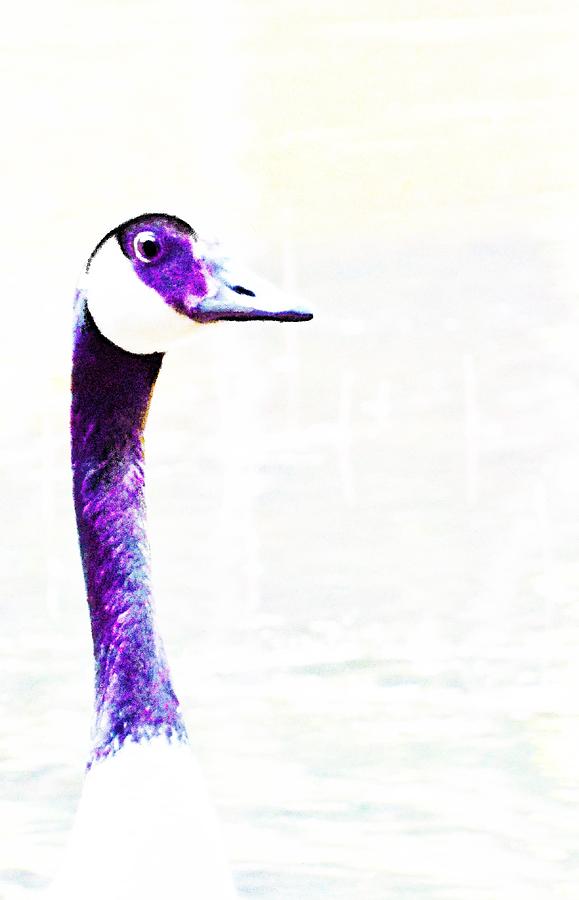 Goosed Photograph by Stefanie Beauregard - Pixels