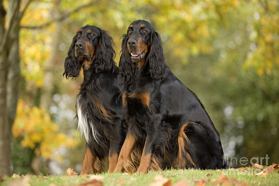 Gordon Setters Photograph by Jean-Michel Labat - Fine Art America