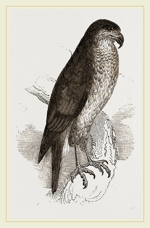 Goshawk Drawing by Litz Collection - Fine Art America