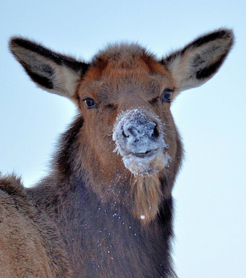 Got Snow? Photograph by Kevin Spriggs - Fine Art America