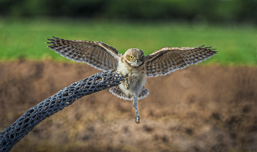 Gotcha Photograph by William Lax - Fine Art America