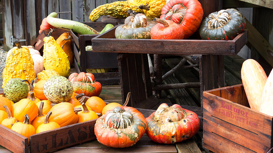 Gourd Display Photograph by Craig Hosterman - Pixels