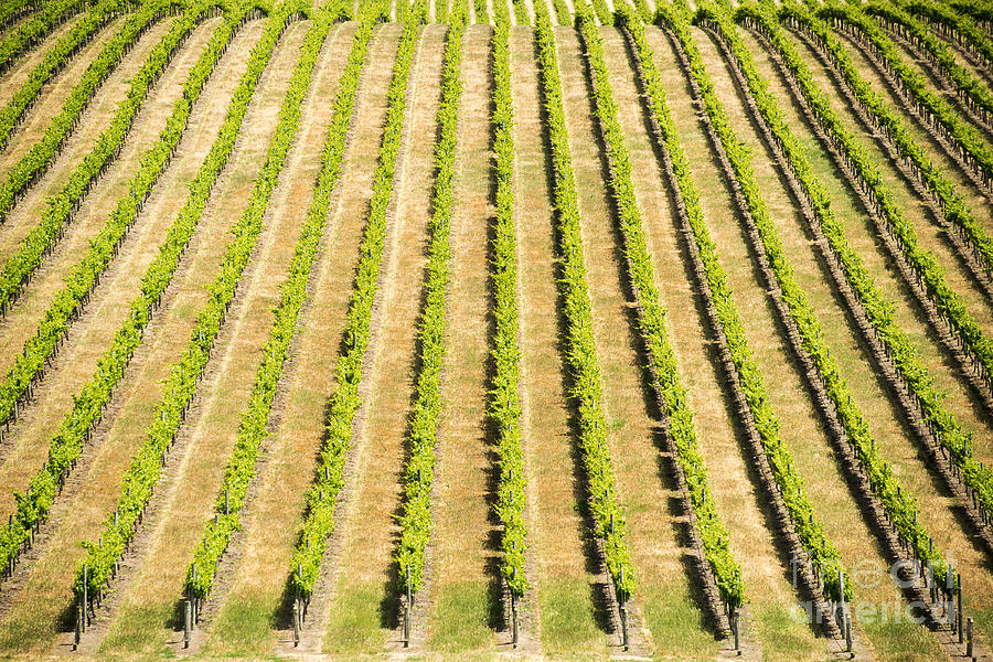 Grape Vines Photograph by THP Creative - Fine Art America