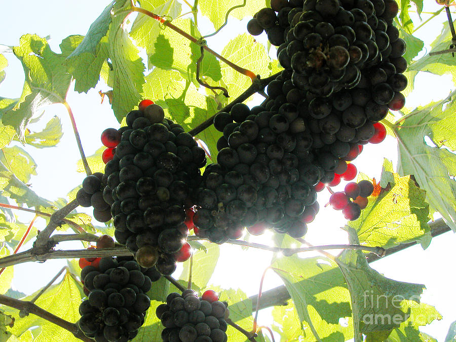 Grape Vines Photograph by Tim Holt - Fine Art America