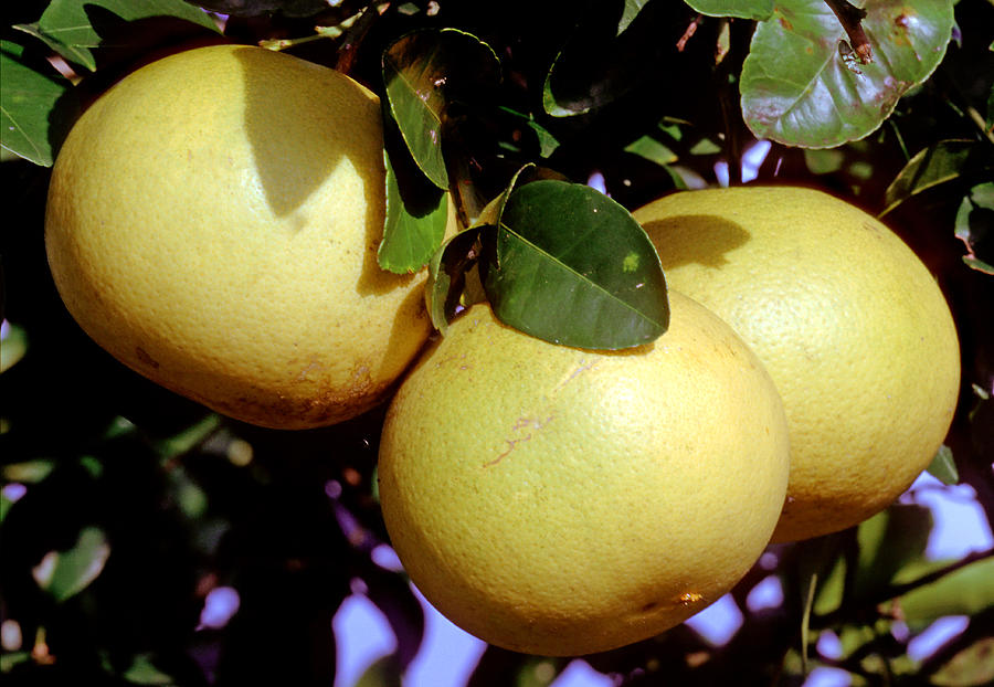 Grapefruit Photograph by Millard H. Sharp - Fine Art America