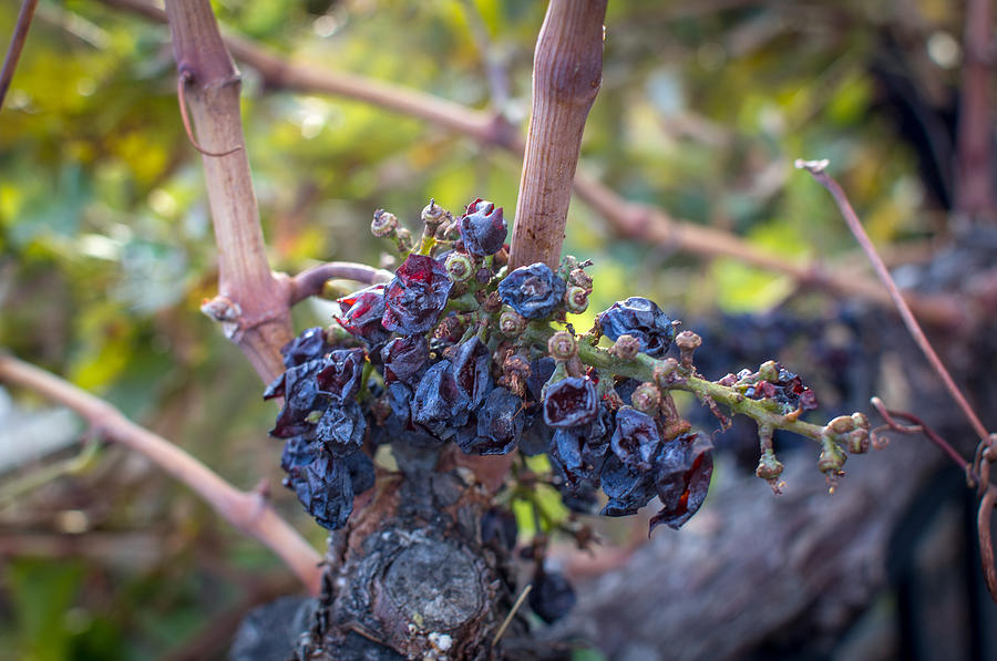 Grapes of Wrath Photograph by Josh Quillin - Fine Art America
