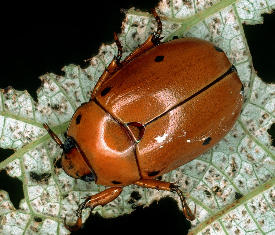 Grapevine Beetle Pelidnota Punctata Photograph by Millard H. Sharp ...