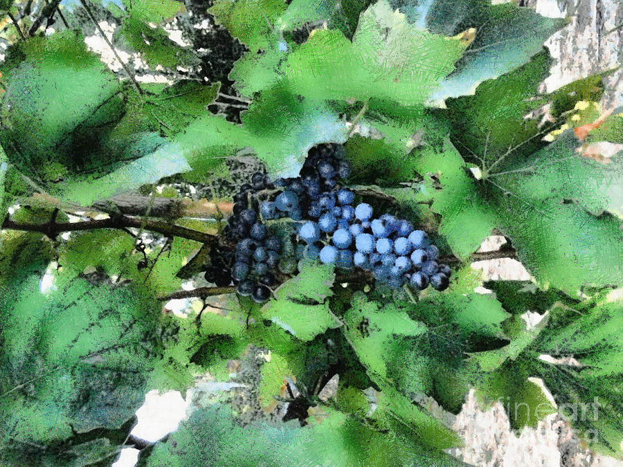 Grappa Drawing by Yury Bashkin - Fine Art America