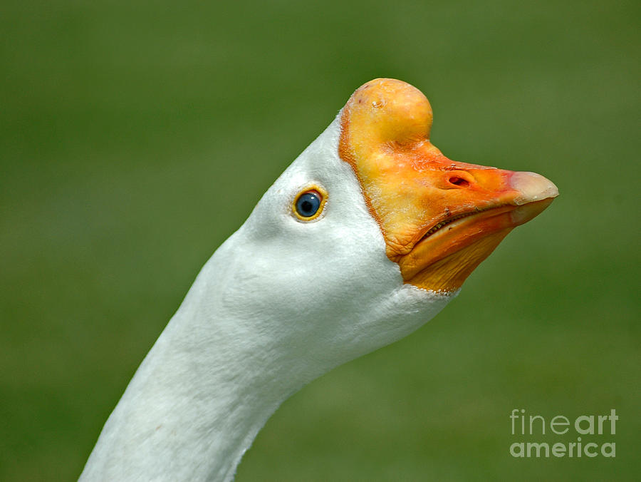 Grass Eater Photograph by Nick Boren | Pixels