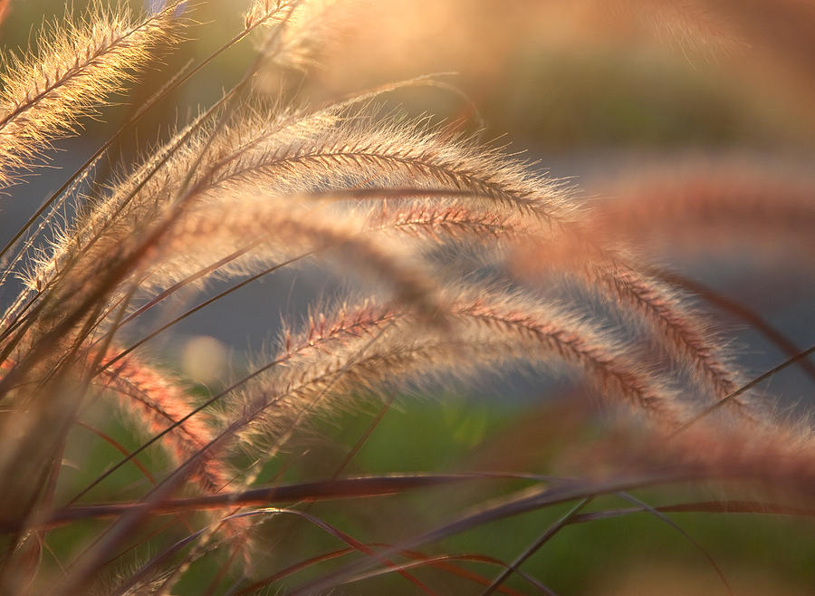 Grass Light Photograph by Donal Waites - Fine Art America