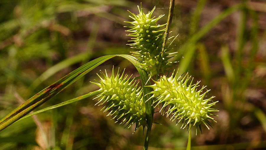 Grass Seed Pods Photograph By Dawn Hagar Pixels