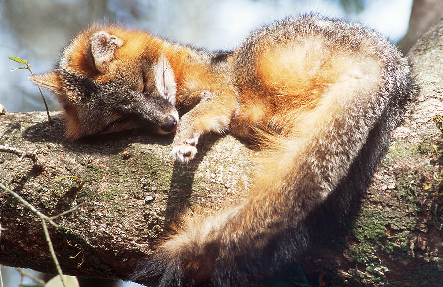 Gray Fox Sleeping In Tree Photograph by Millard H. Sharp - Pixels