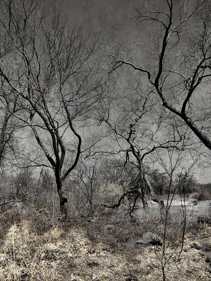 Gray Grace Photograph by Gothicrow Images - Fine Art America