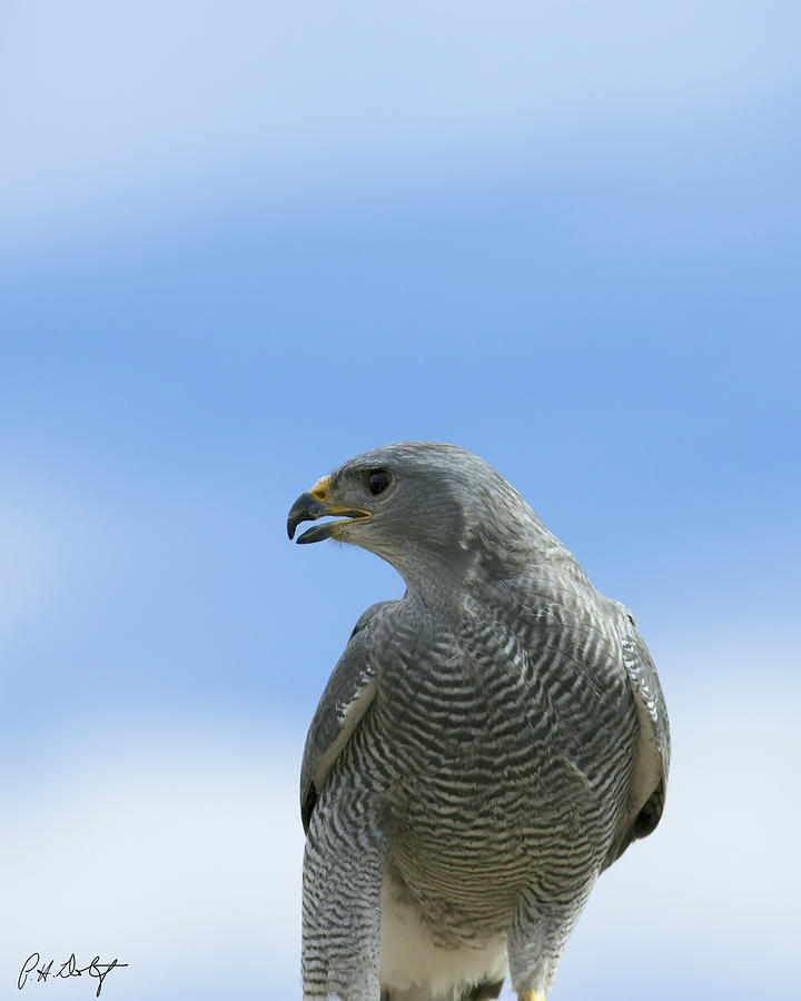 Grey Hawk Photograph by Phill Doherty - Fine Art America