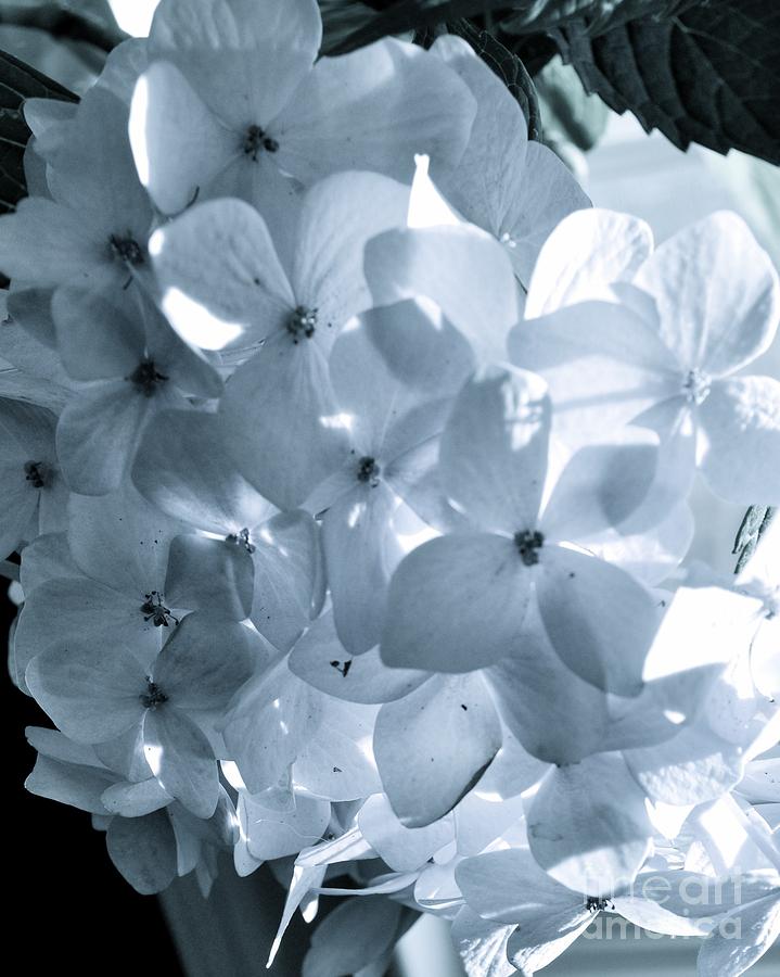 Gray Hydrangea Photograph by Kathy Flood - Pixels