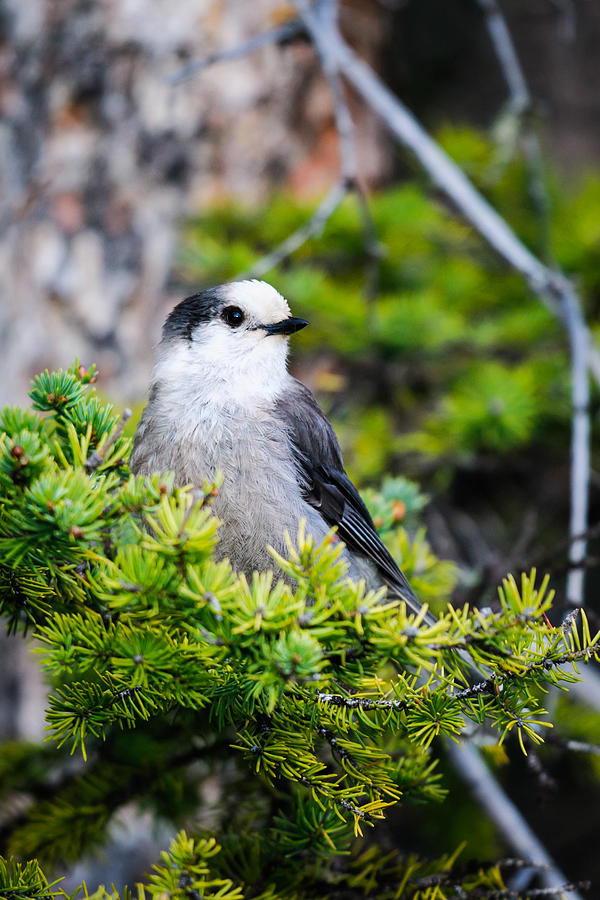 Gray Jay Photograph by Brandon Smith - Fine Art America