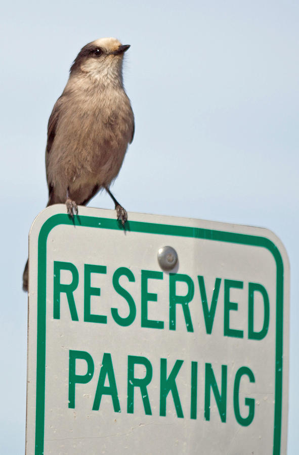 Gray Jay Photograph by Dee Carpenter - Fine Art America