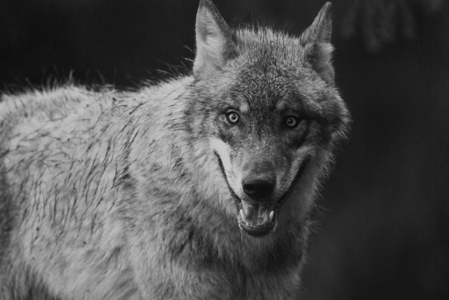 Gray wolf - monochrome Photograph by Ulrich Kunst And Bettina ...